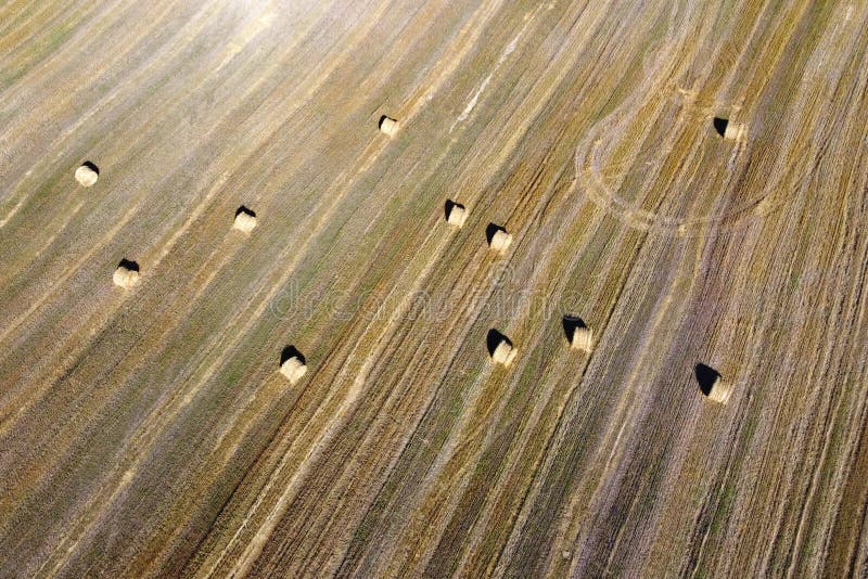 Top View of the Yellow Field. Harvest Stock Image - Image of crop ...