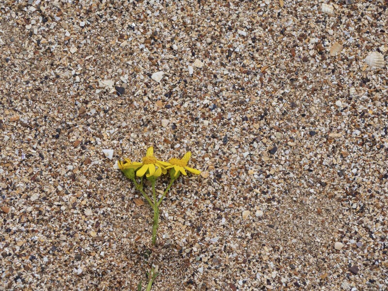 Shell on the Sand Beach in Sunset Stock Image - Image of sandy, wavy ...