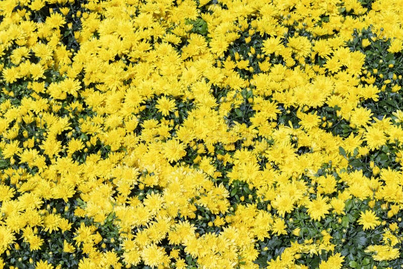 Top View of Yellow Flowers Blooming on Field. Stock Image - Image of ...
