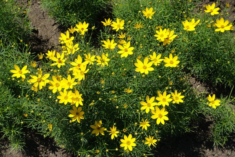 Top View of Yellow Flowers of Coreopsis Verticillata Stock Photo ...