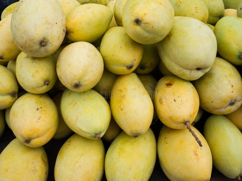 Top View of Yellow Mangoes Stack on Display at Tropical Fruit Market ...