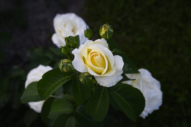 Top View of Yellow Rose Flower with Buds Stock Photo - Image of view ...