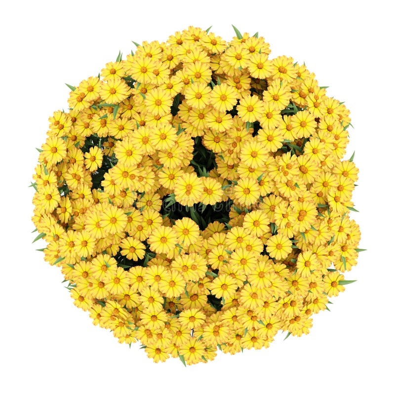 Top View of Broom Flowers Isolated on White Stock Illustration ...