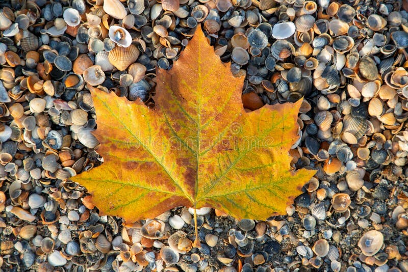 A Top View of a Yellowed Leaf on Seashells Stock Photo - Image of water ...