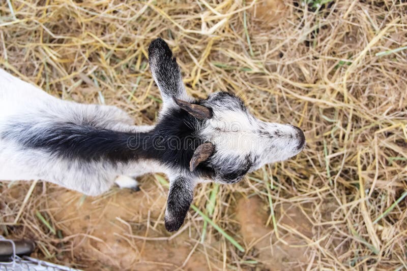 Top View Young Goat on Straw Ground Background Stock Photo - Image of ...