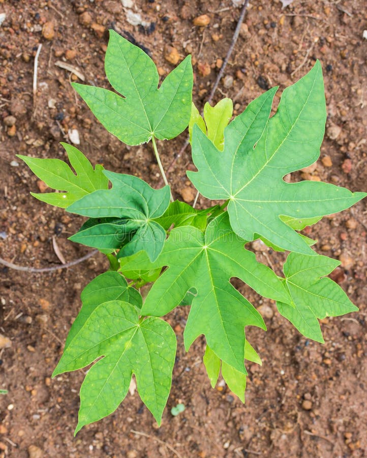 Top view young papaya tree stock image. Image of small - 60496991