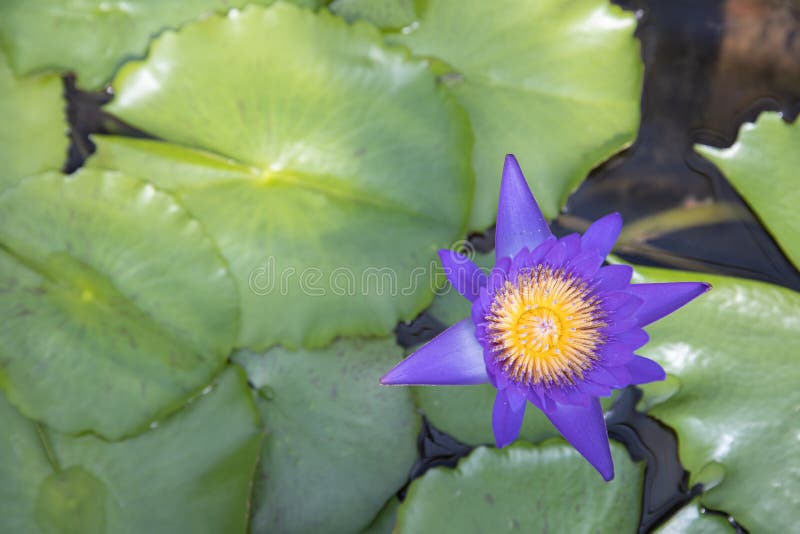 White Water Lily Flower In Pond, Top View Stock Photo - Image of macro ...
