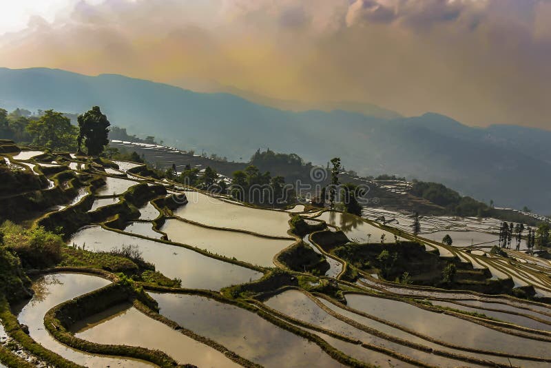 Yuanyang Rice Terraces in the Evening Stock Image - Image of land ...