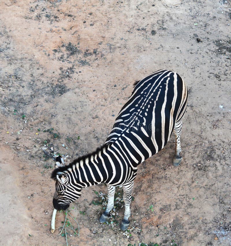 Top view zebra stock image. Image of africa, black, area - 48119431