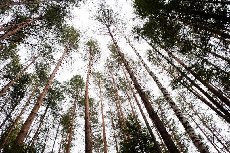 Top Views of Large Pine Trees on Carpathian Mountains Forest Stock ...