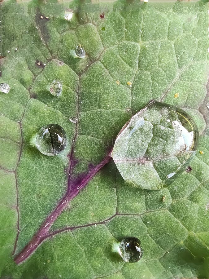 Nactur Stock Photos - Free & Royalty-Free Stock Photos from Dreamstime