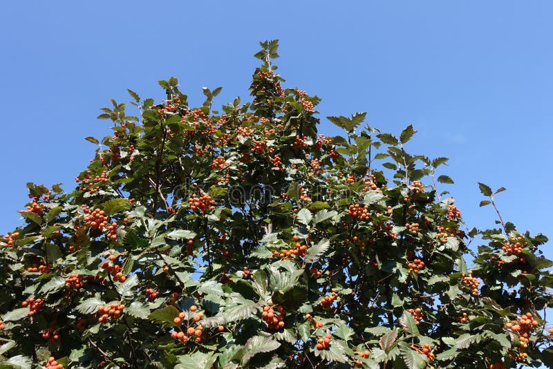Top of Whitebeam Tree Against Blue Sky Stock Photo - Image of pome ...
