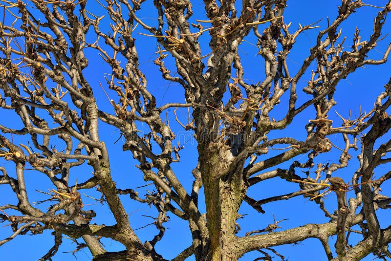 Top of the Winter Tree without Leaves. Stock Image - Image of tree ...