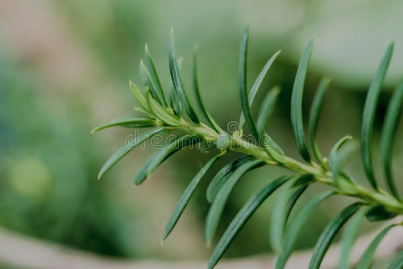 Excellent Bows Stock Photos - Free & Royalty-Free Stock Photos from ...