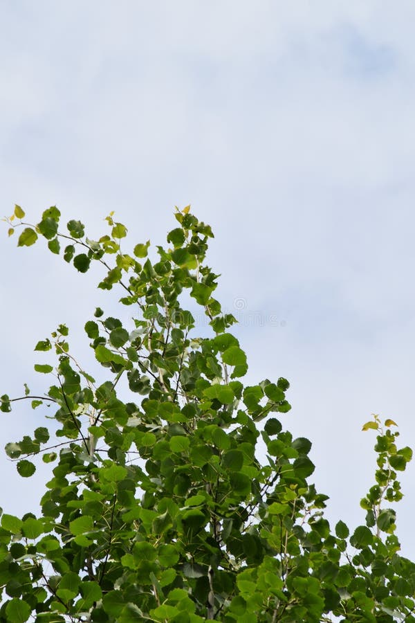 The Top of a Young Aspen stock photo. Image of seasonal - 329920770