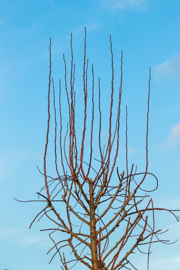 Top of a Young Tree with Vertical Branches. Tree Branches without ...