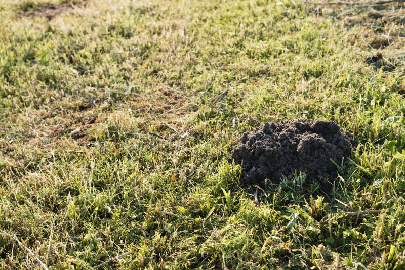 Topera fresca del cierre imagen de archivo. Imagen de cubo - 56100709