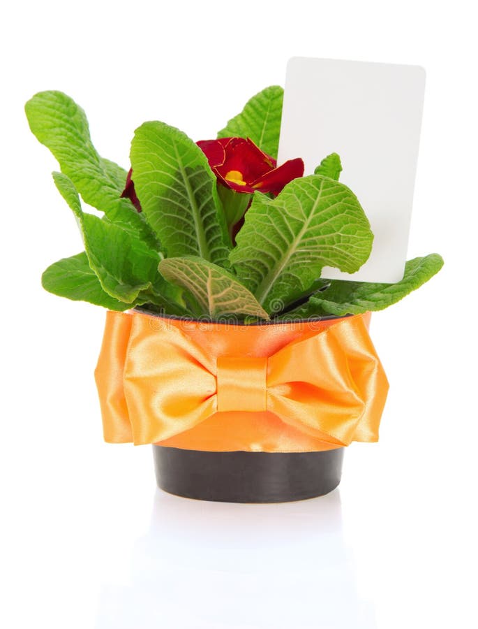 Topf mit Primel und Karte stockfoto. Bild von braun, blatt - 41926666