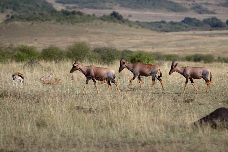 Topi stock image. Image of animals, bush, natural, tiang - 1041233