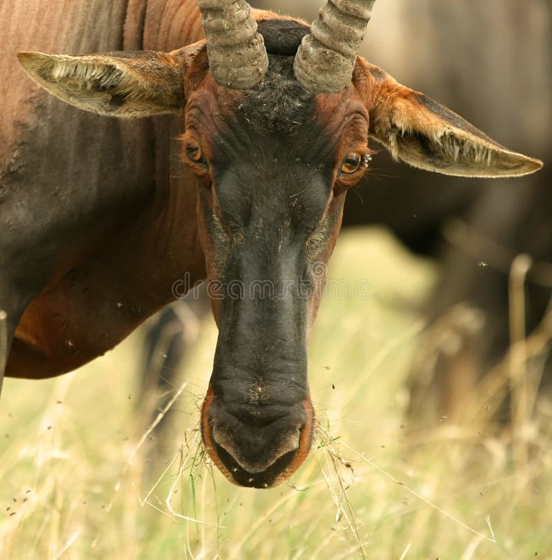 Topi stock photo. Image of ungulates, kenya, reserve - 12782584