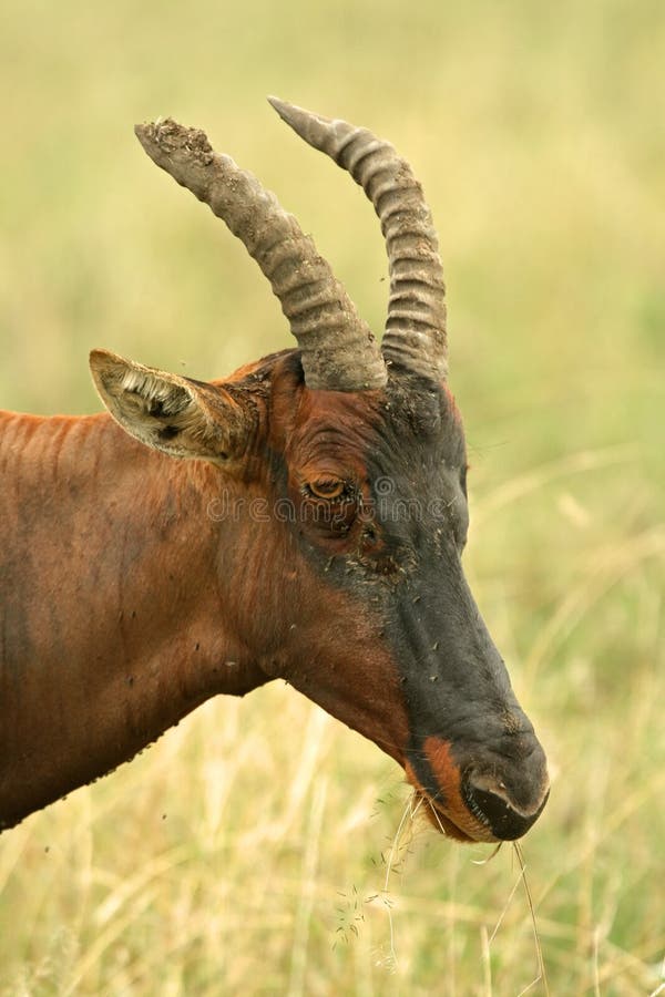 Topi stock image. Image of travel, reserve, kenya, lunatus - 12782585