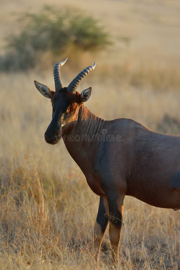 Topi stock image. Image of sunset, mammal, standing, animal - 26753745