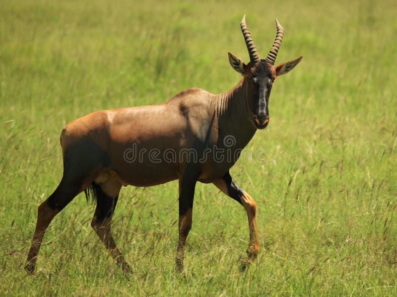 Topi stock photo. Image of grass, mammal, grazing, topi - 5991250
