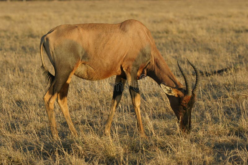 Topi stock photo. Image of grazer, africa, savanna, portrait - 693292