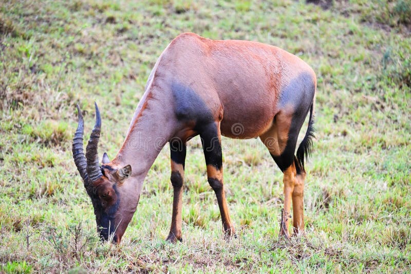 Topi Antelope stock image. Image of topi, lunatus, wildlife - 25966107