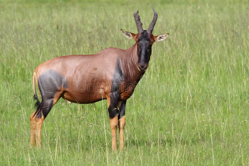 Topi Antelope, Masai Mara, Kenya Stock Image - Image of wildlife ...