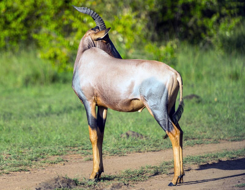 Topi Antelope, Masai Mara, Kenya Stock Image - Image of safari, park ...