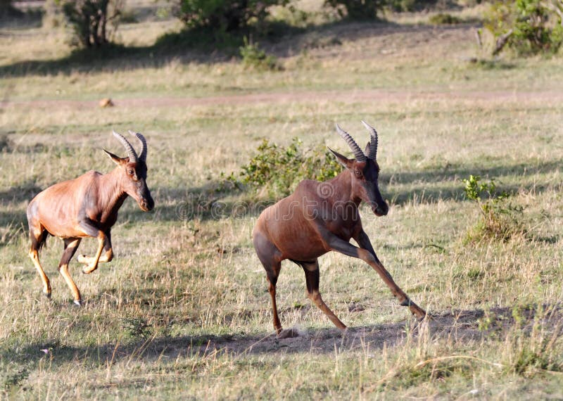 A Topi Antelope Running after Another Stock Image - Image of dark ...