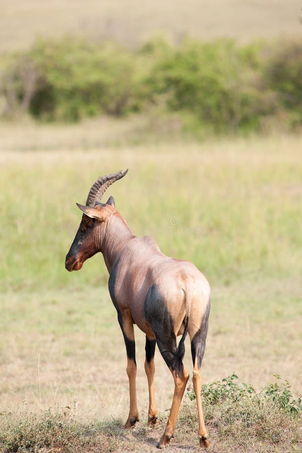 Topi antelope stock photo. Image of gazelle, wildlife - 46169830