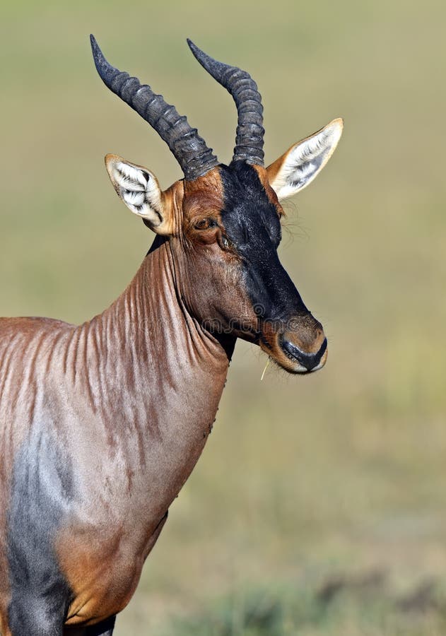 Topi antylopa obraz stock. Obraz złożonej z opustoszały - 39514367