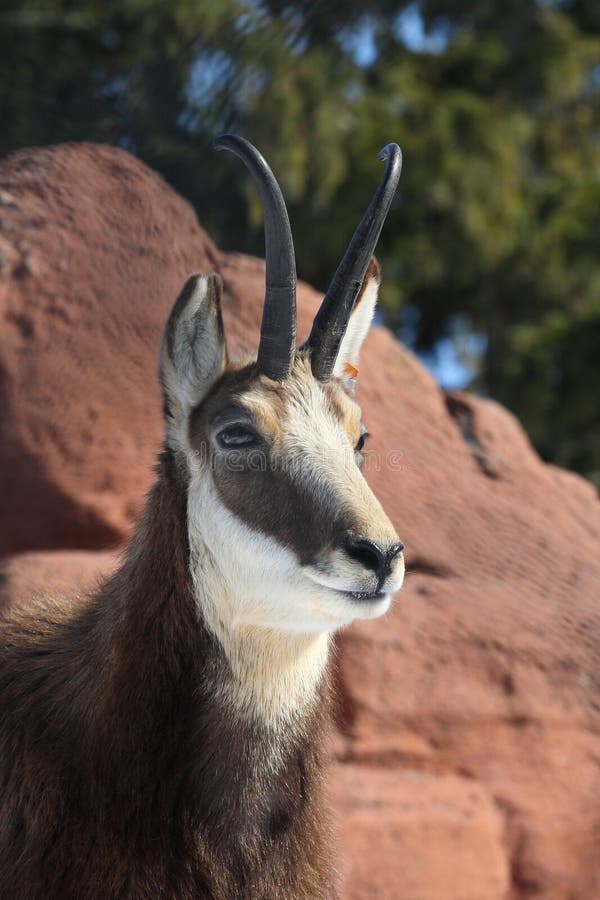 Topi stock photo. Image of portrait, profile, africa - 47140908