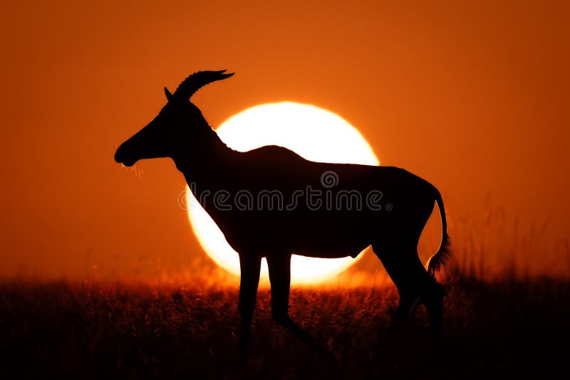 Topi on Horizon Walks Past Rising Sun Stock Photo - Image of kenya ...