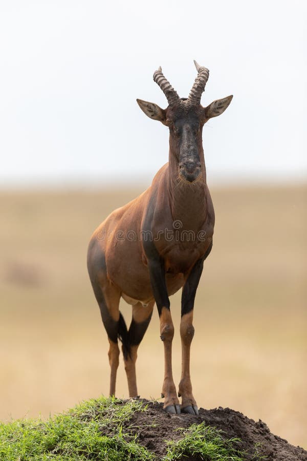 Topi, Kenya, Africa stock image. Image of outdoor, kenya - 142117129