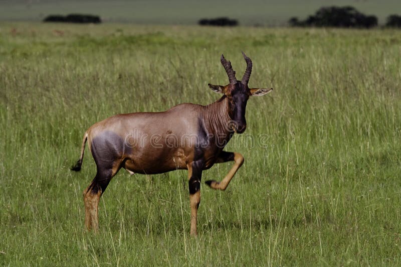 Topi Male Territorial Display, Masai Mara Stock Image - Image of africa ...