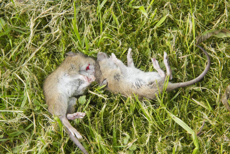 Topi morti in erba immagine stock. Immagine di nessuno - 63068961