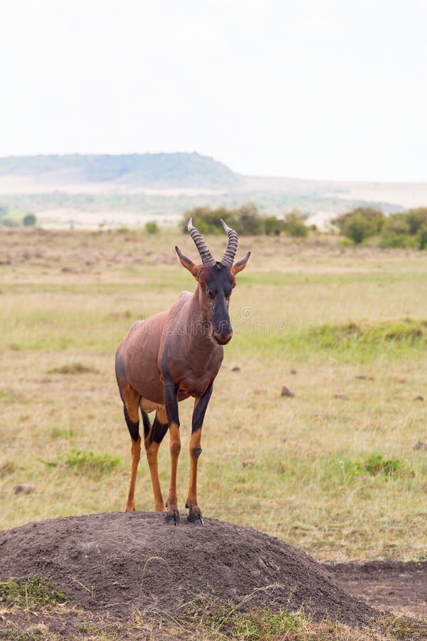 Topi Standing in a Landscape Stock Photo - Image of landscape ...