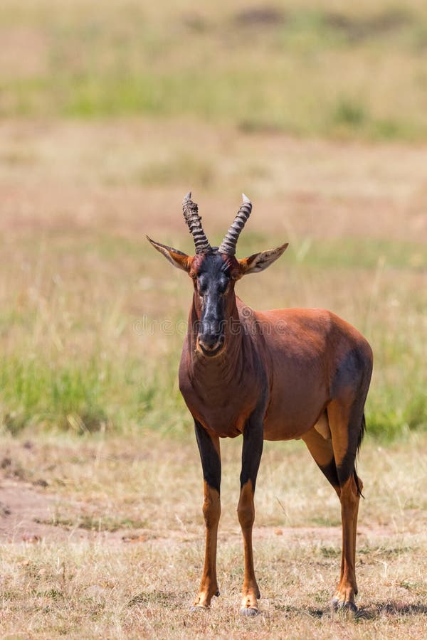 771 Topi Animals Stock Photos - Free & Royalty-Free Stock Photos from ...