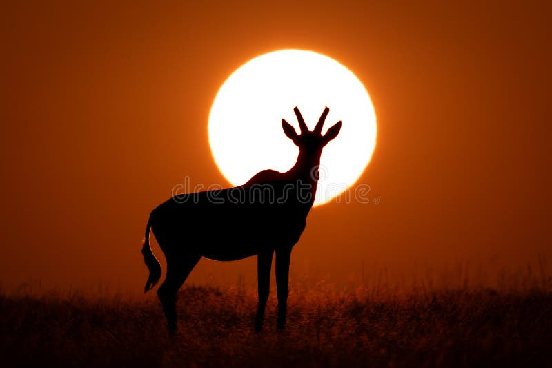 Topi Stands Against Rising Sun Silhouette Stock Photos - Free & Royalty ...