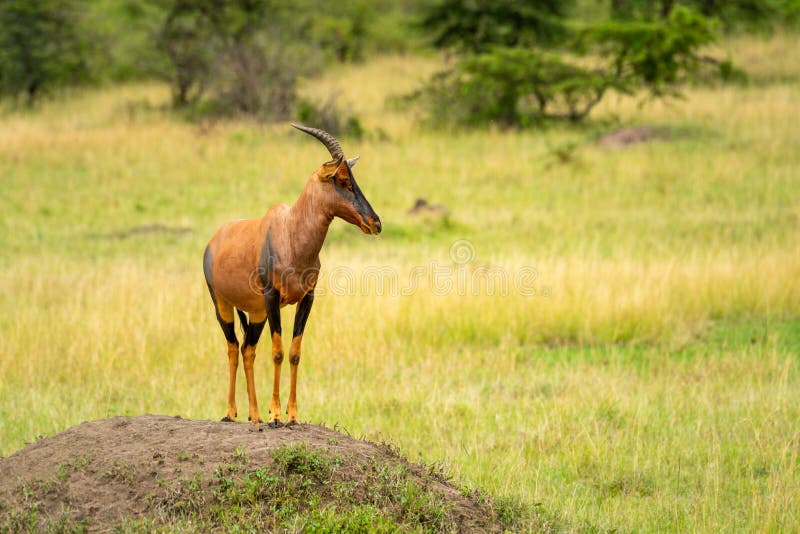 Topi Stands on Dirt Mound Facing Right Stock Photo - Image of mound ...