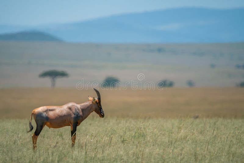 Topi Stands in Long Grass in Profile Stock Photo - Image of outdoors ...