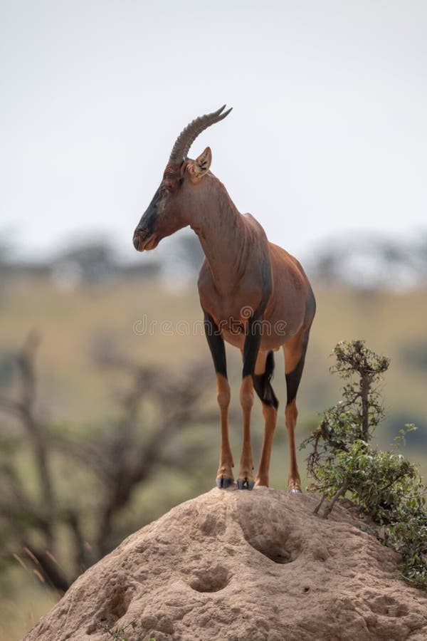 Topi Stands on Rocky Mound Facing Left Stock Photo - Image of topi ...