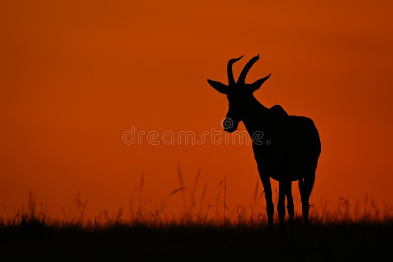 Topi Stands Silhouetted at Sunrise on Horizon Stock Image - Image of ...