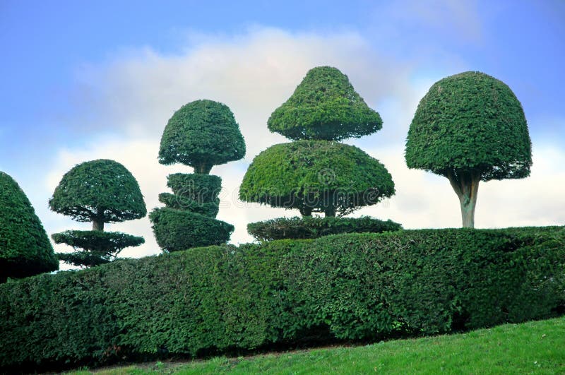 Topiary stock photo. Image of shaped, hedge, topiary - 38290274