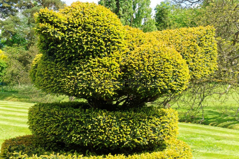 Topiary Bird in English Garden Stock Image - Image of privet, duck ...