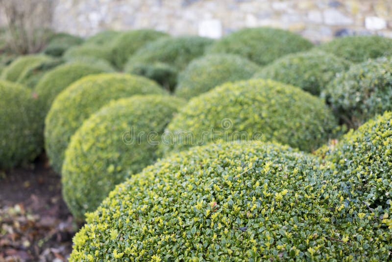 Spherical topiary stock image. Image of outdoors, round - 39366431