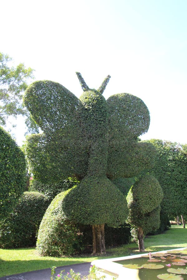 Butterfly Topiary Stock Photos - Free & Royalty-Free Stock Photos from ...
